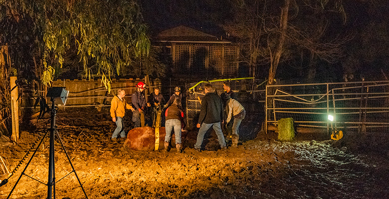 Woodside Horse Saved in Dramatic Rescue – Woodside Community Foundation