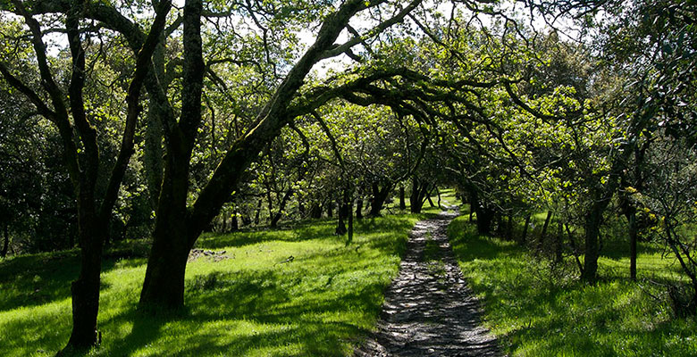 Woodside Trail Fund – Woodside Community Foundation